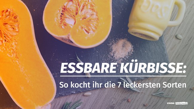 Pilze sammeln: Die 12 besten essbaren Sorten